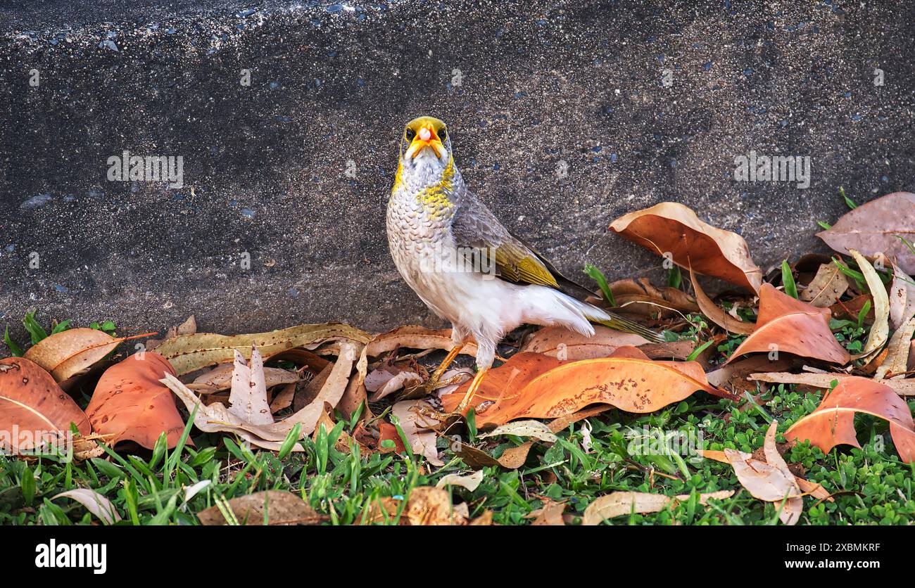 Bird australia worm hi-res stock photography and images - Alamy