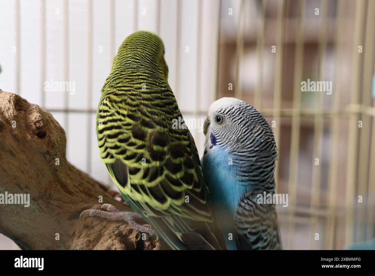 Two beautiful budgie parakeets hi-res stock photography and images - Alamy