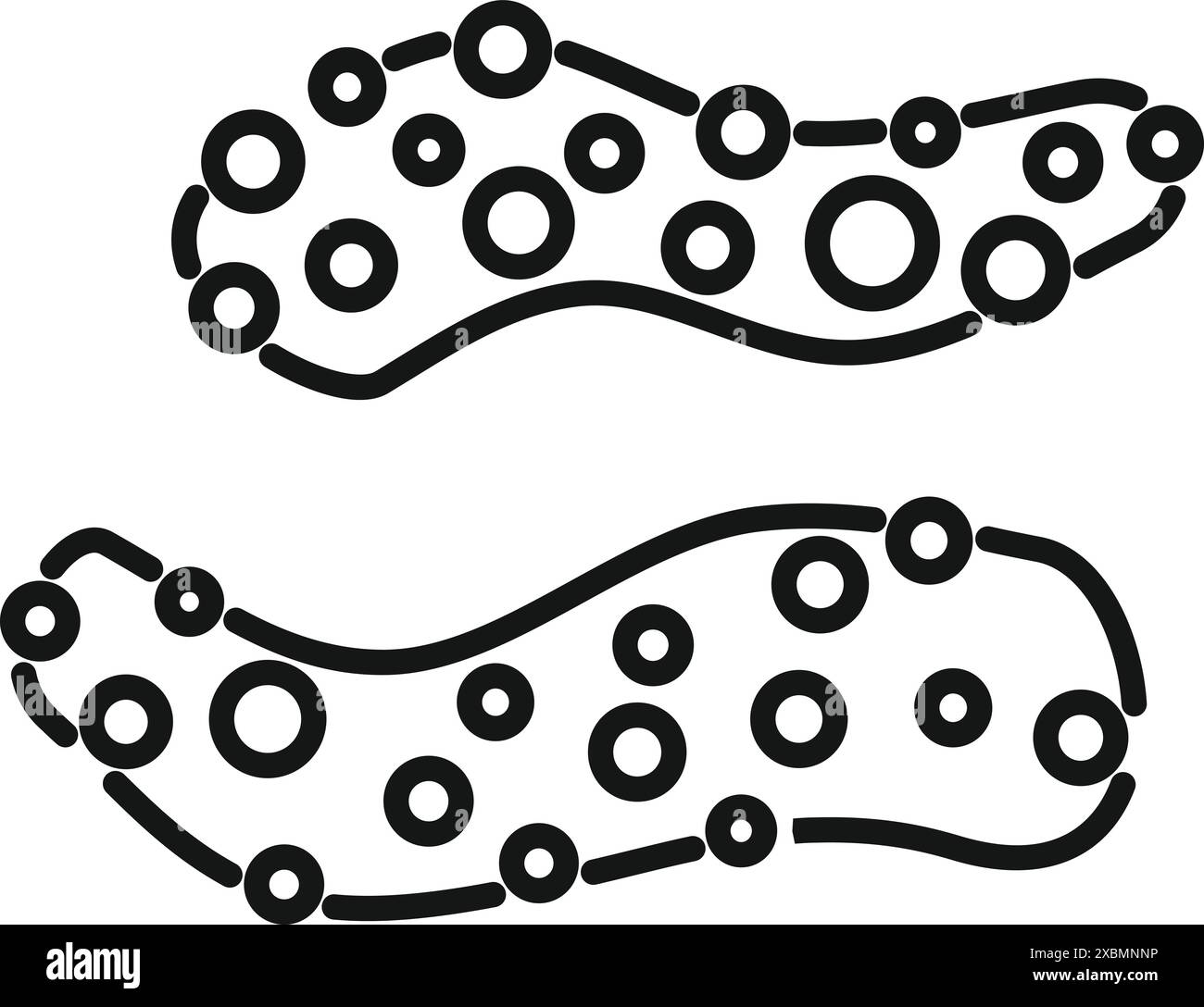Bacteria dividing by binary fission, multiplying, spreading infection ...