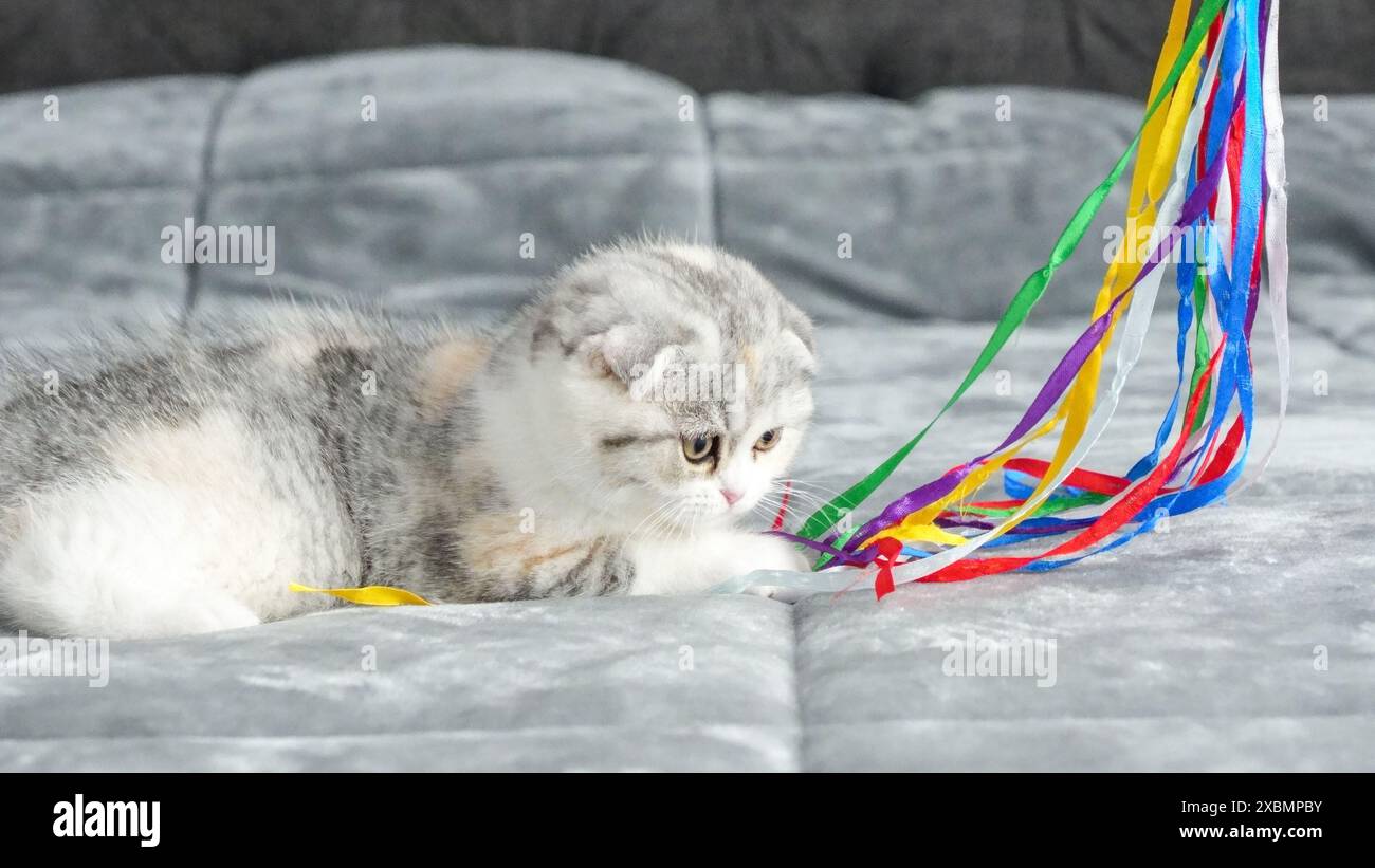 Fluffy calico Scottish fold kitten is playing on bed, front view, space ...
