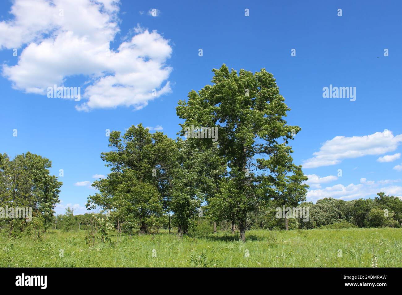Oak grove in a field at Somme Prairie Nature Preserve in Northbrook ...