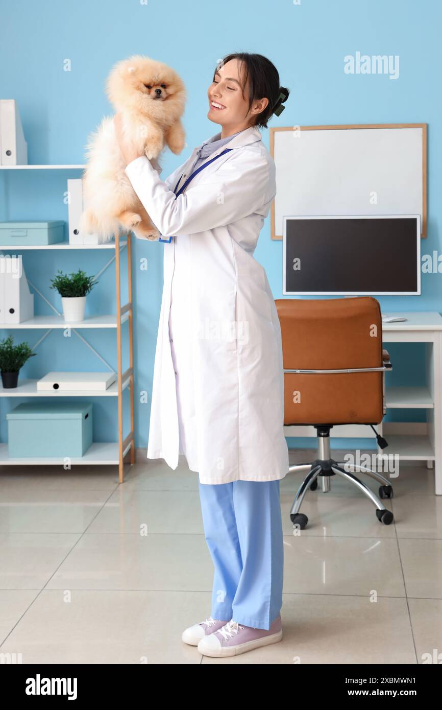 Pomeranian dog in veterinary clinic hi-res stock photography and images ...