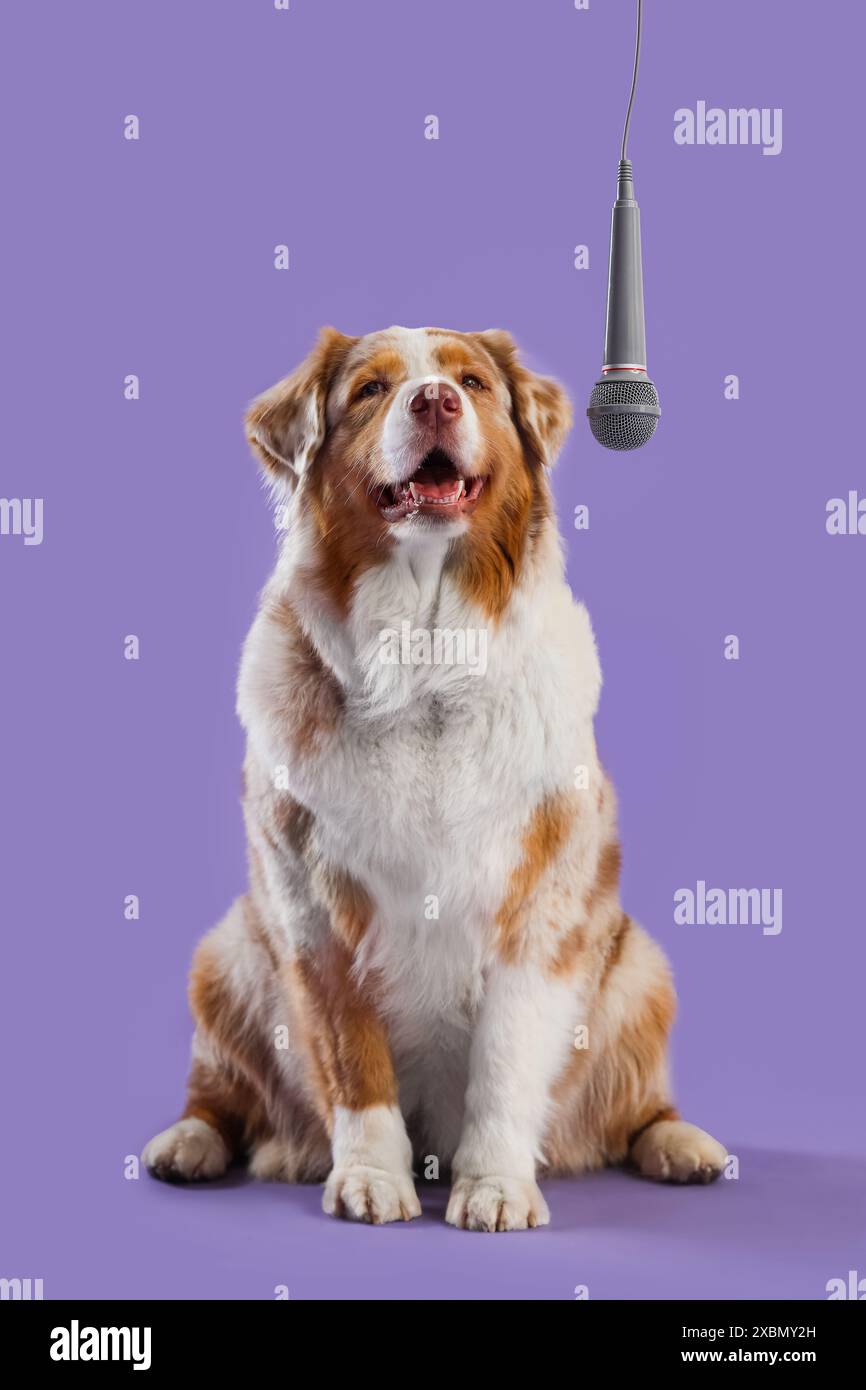 Cute Australian Shepherd dog with hanging microphone on lilac ...
