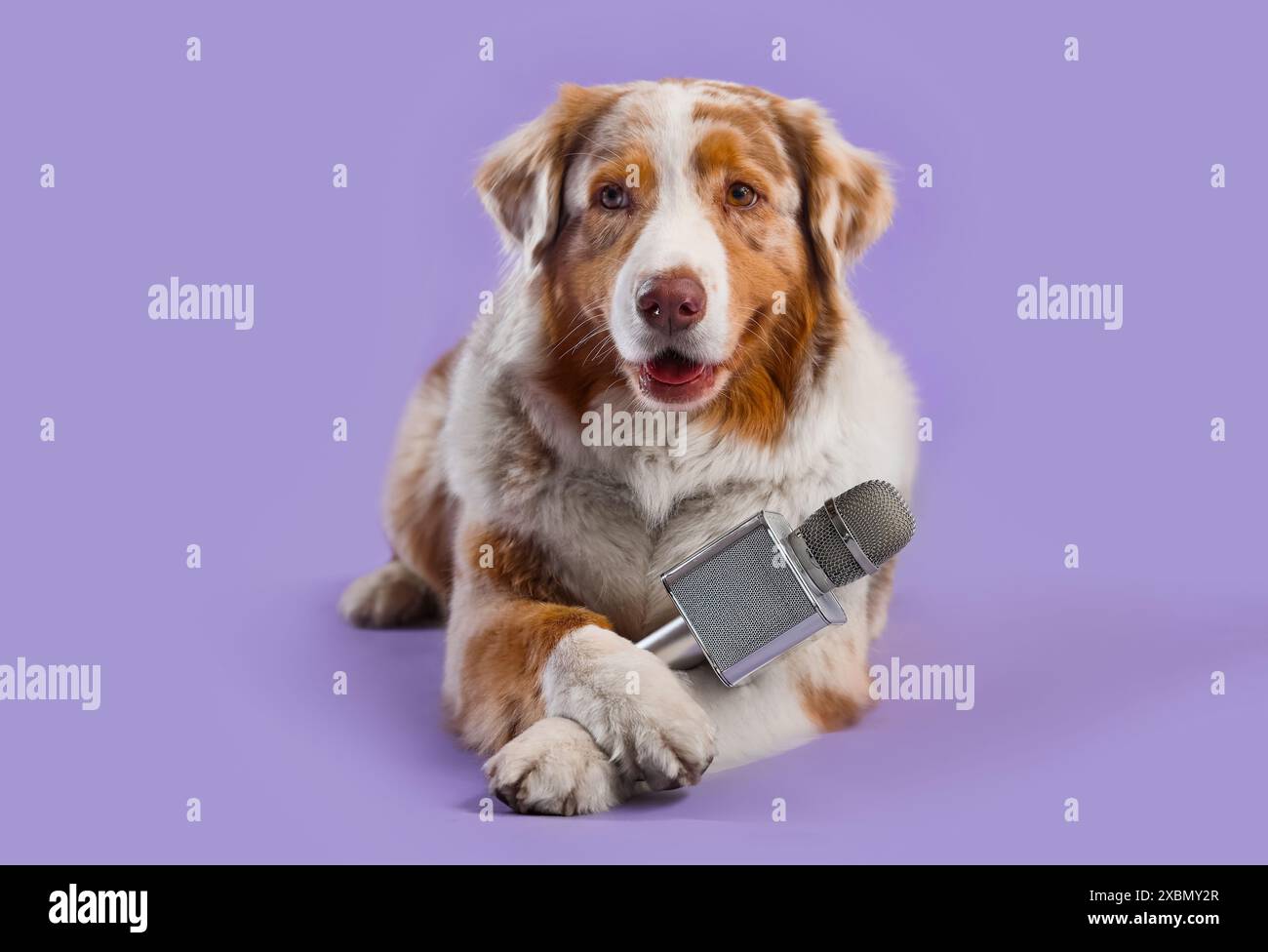 Cute Australian Shepherd dog with microphone on lilac background Stock ...