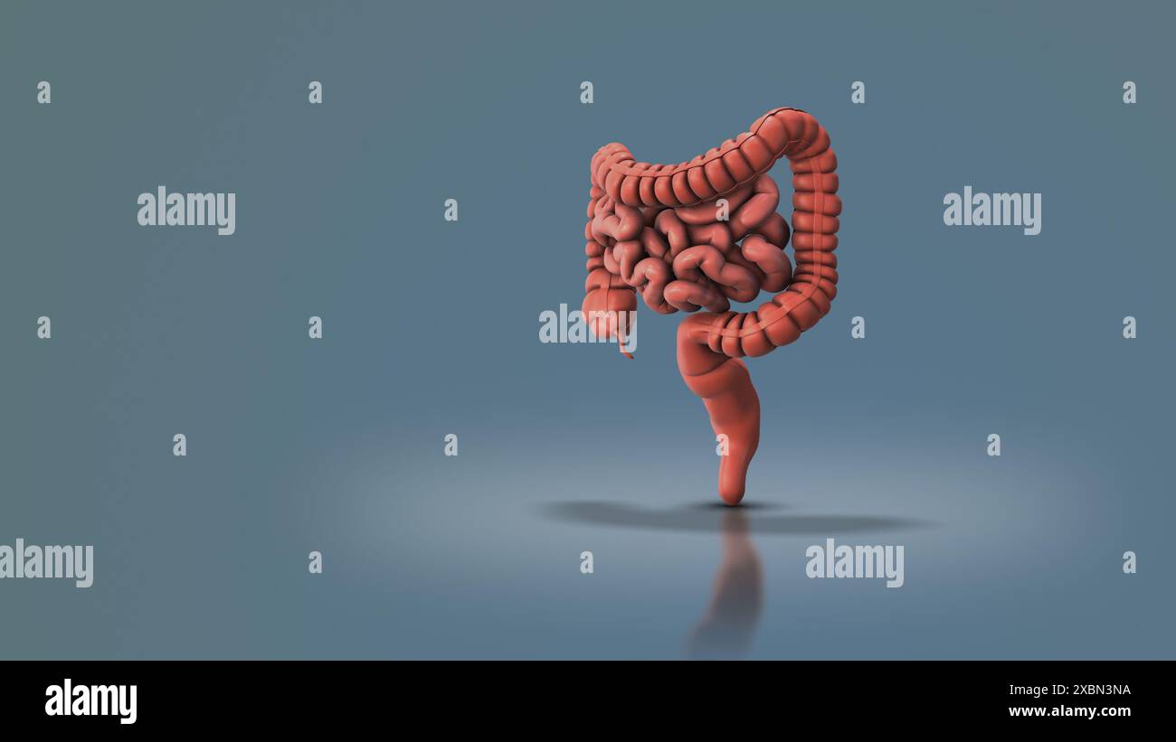 Human digestive system medical animation Stock Photo - Alamy