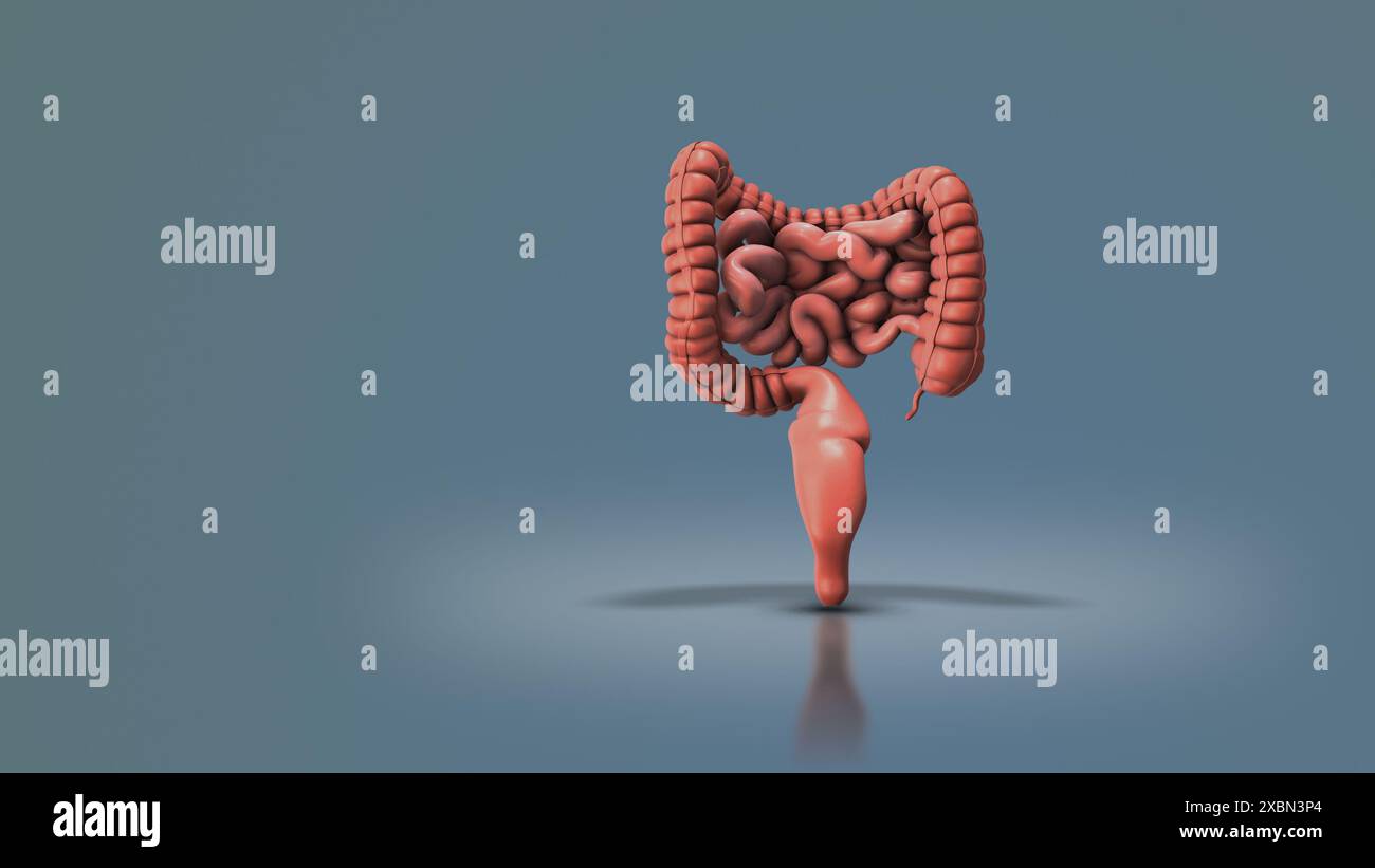Human digestive system medical animation Stock Photo - Alamy