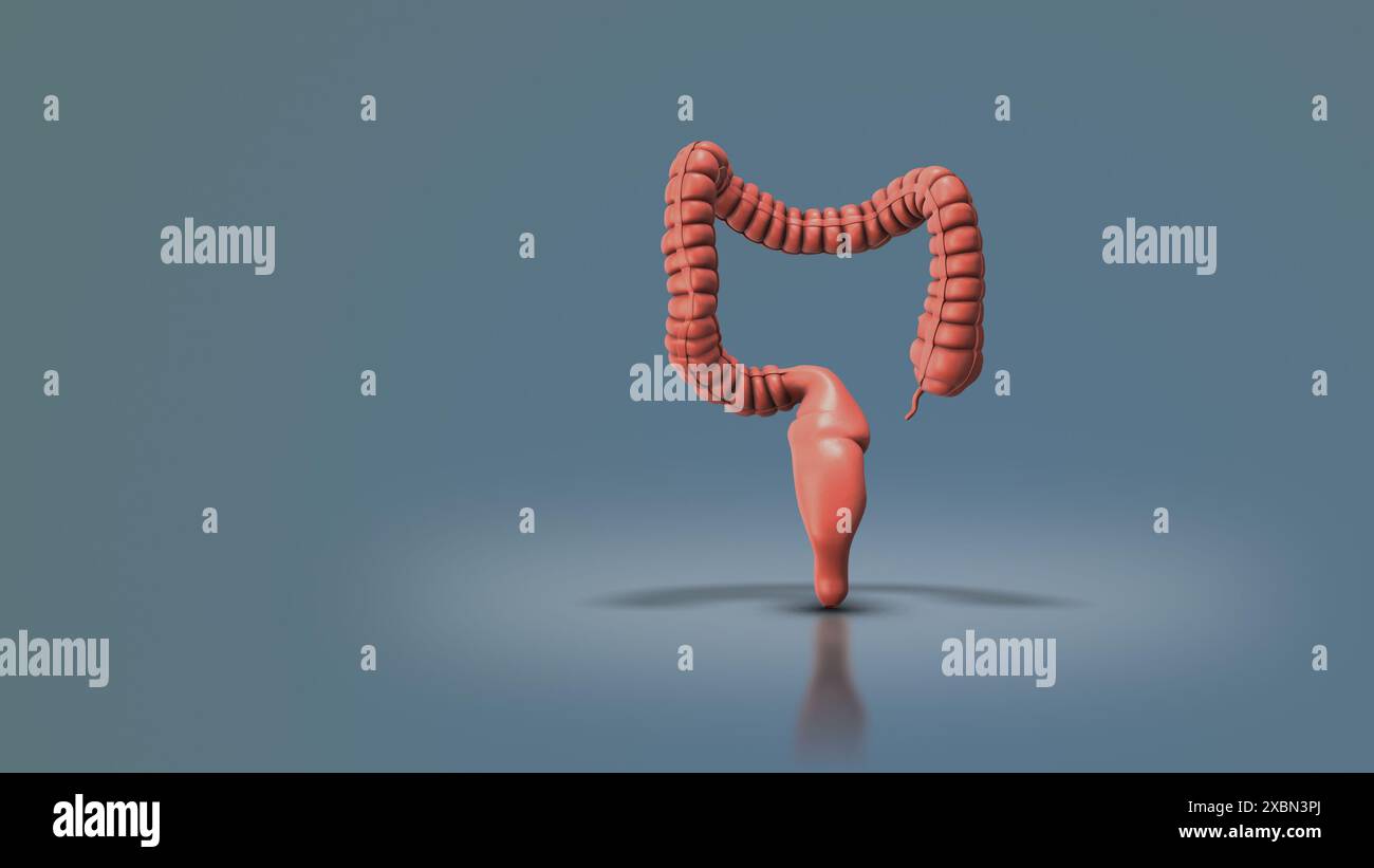 The large intestine known as the colon Stock Photo - Alamy