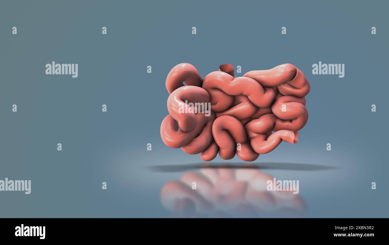 Stomach and small intestine hi-res stock photography and images - Alamy