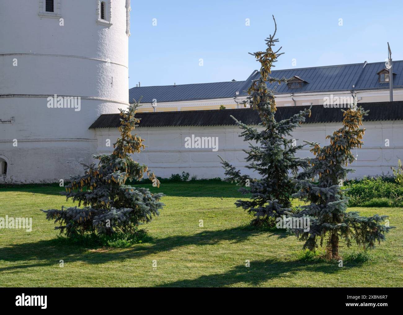 Dancing fir trees with cones in the courtyard of the monastery in ...