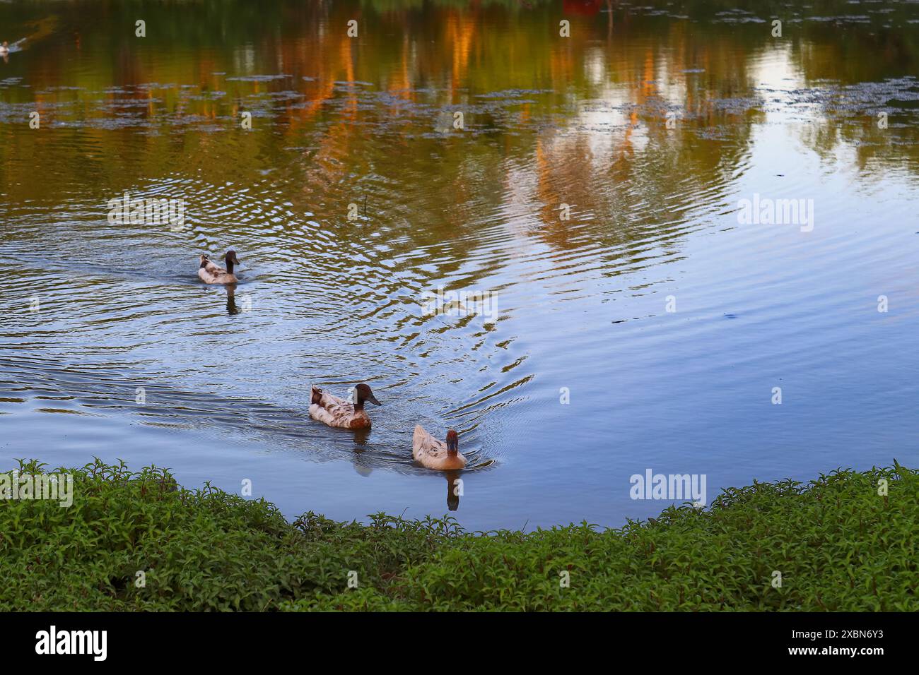 Serenity water fowl hi-res stock photography and images - Alamy
