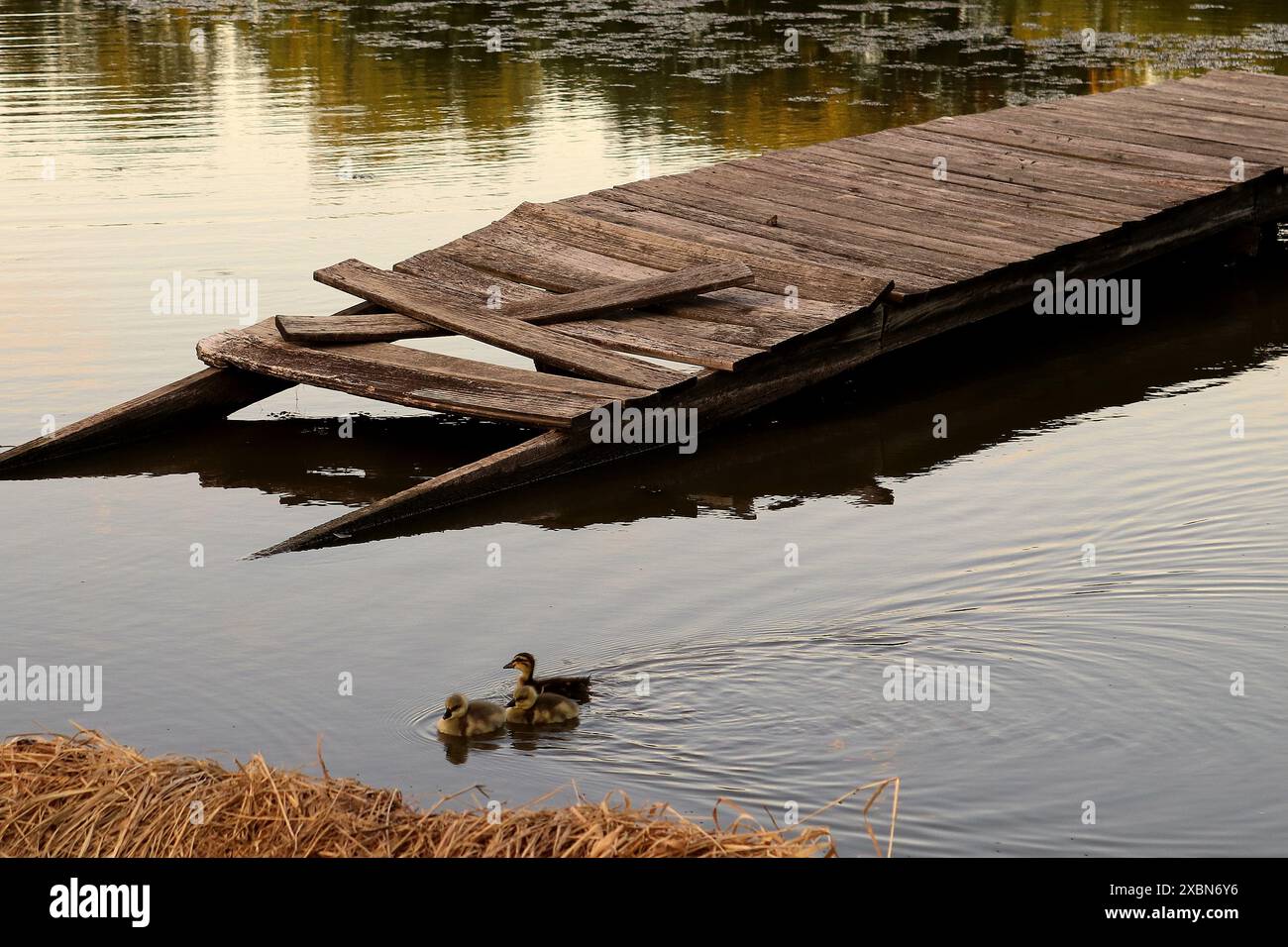 Different waterfowl hi-res stock photography and images - Alamy