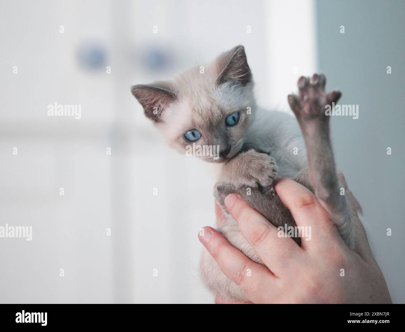 Kitten held hi-res stock photography and images - Alamy