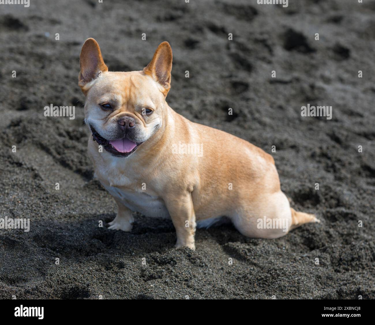 9-Years-Old Red-Tan Frenchie Male Sitting and Panting at a Sandy Beach ...