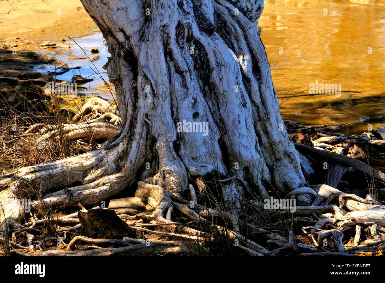 Paper bark Tree and Coastline, Broke Inlet, Southwest Australia Stock ...