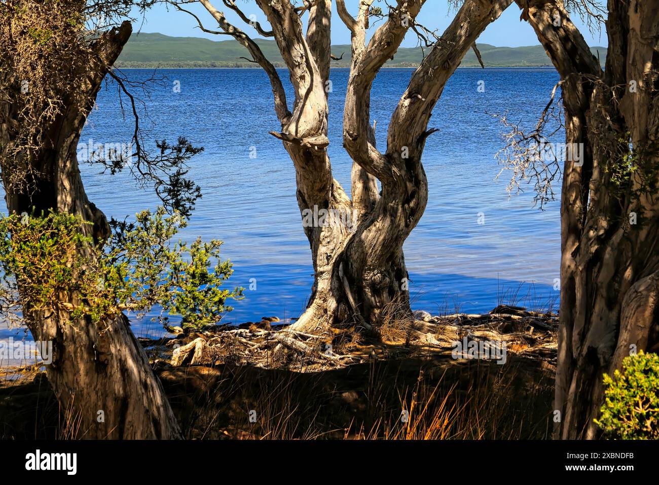 Paper bark Tree and Coastline, Broke Inlet, Southwest Australia Stock ...