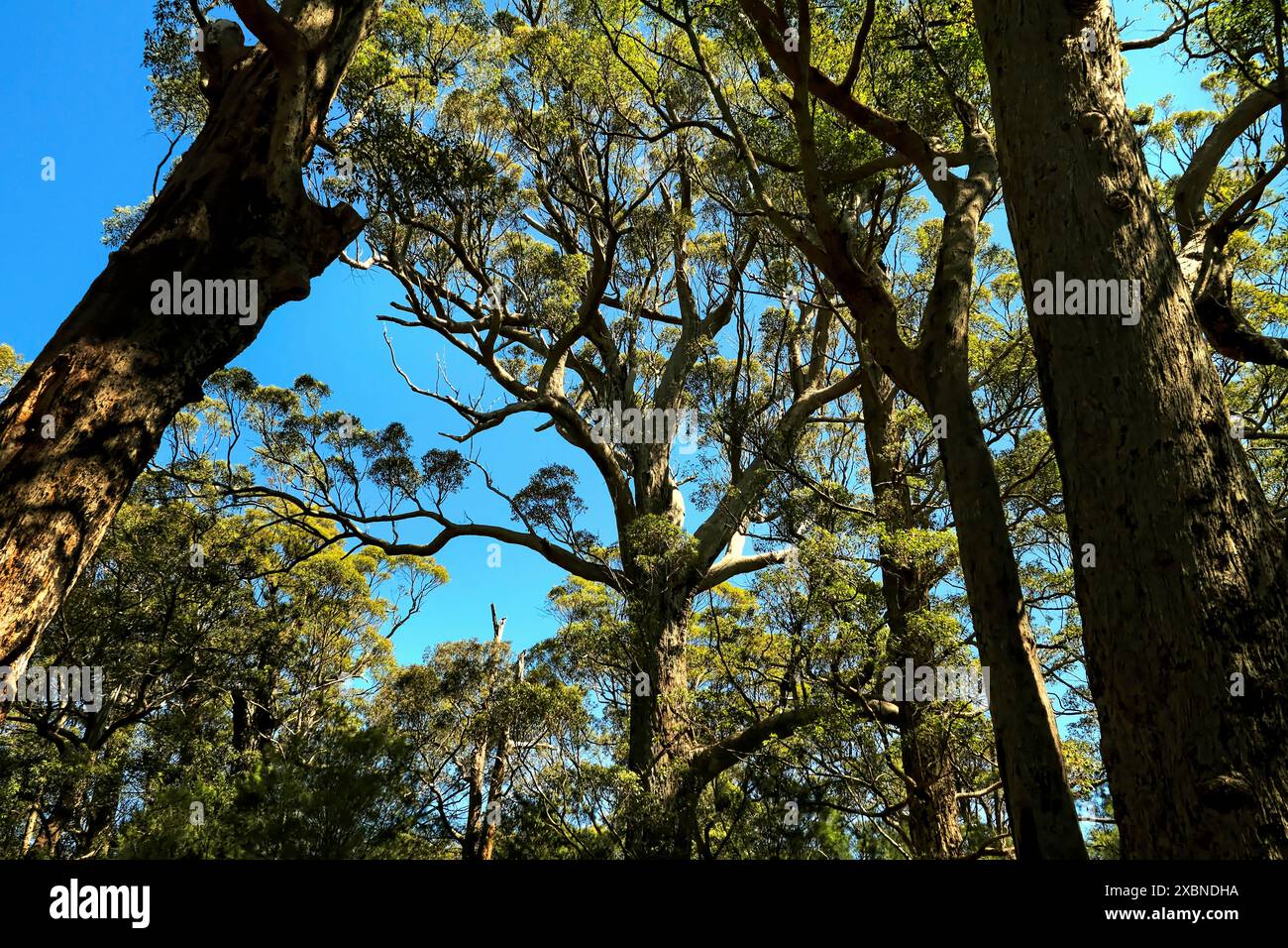 Karri Oak Tree, ( Allocasuarina decssata ), Southwest Australia Stock ...