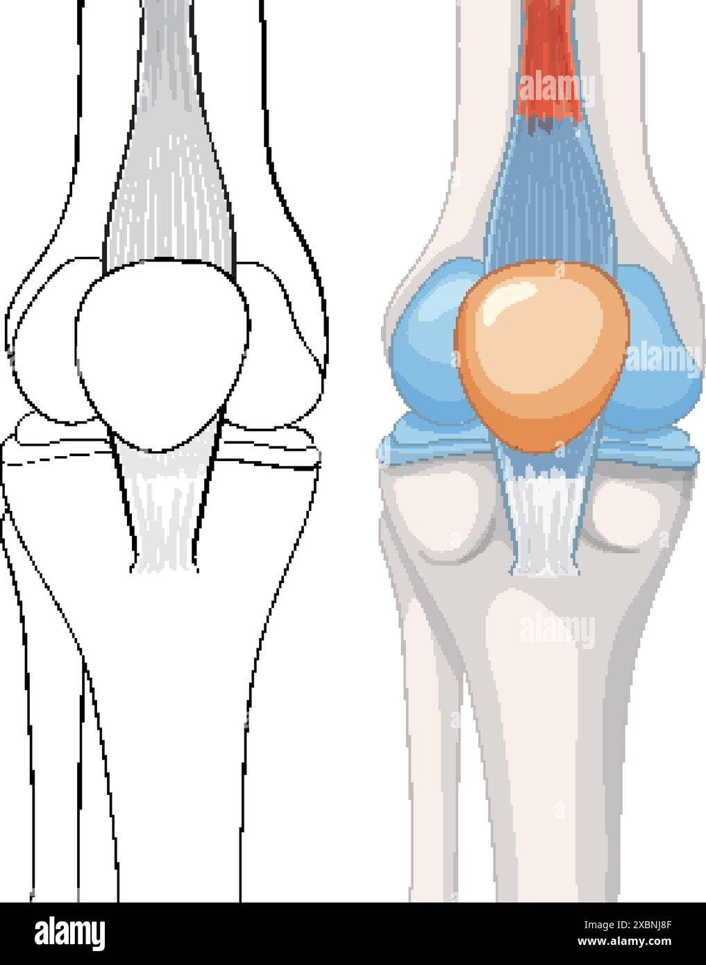 Anatomical Diagram Of The Human Knee Joint Stock Vector Image And Art Alamy