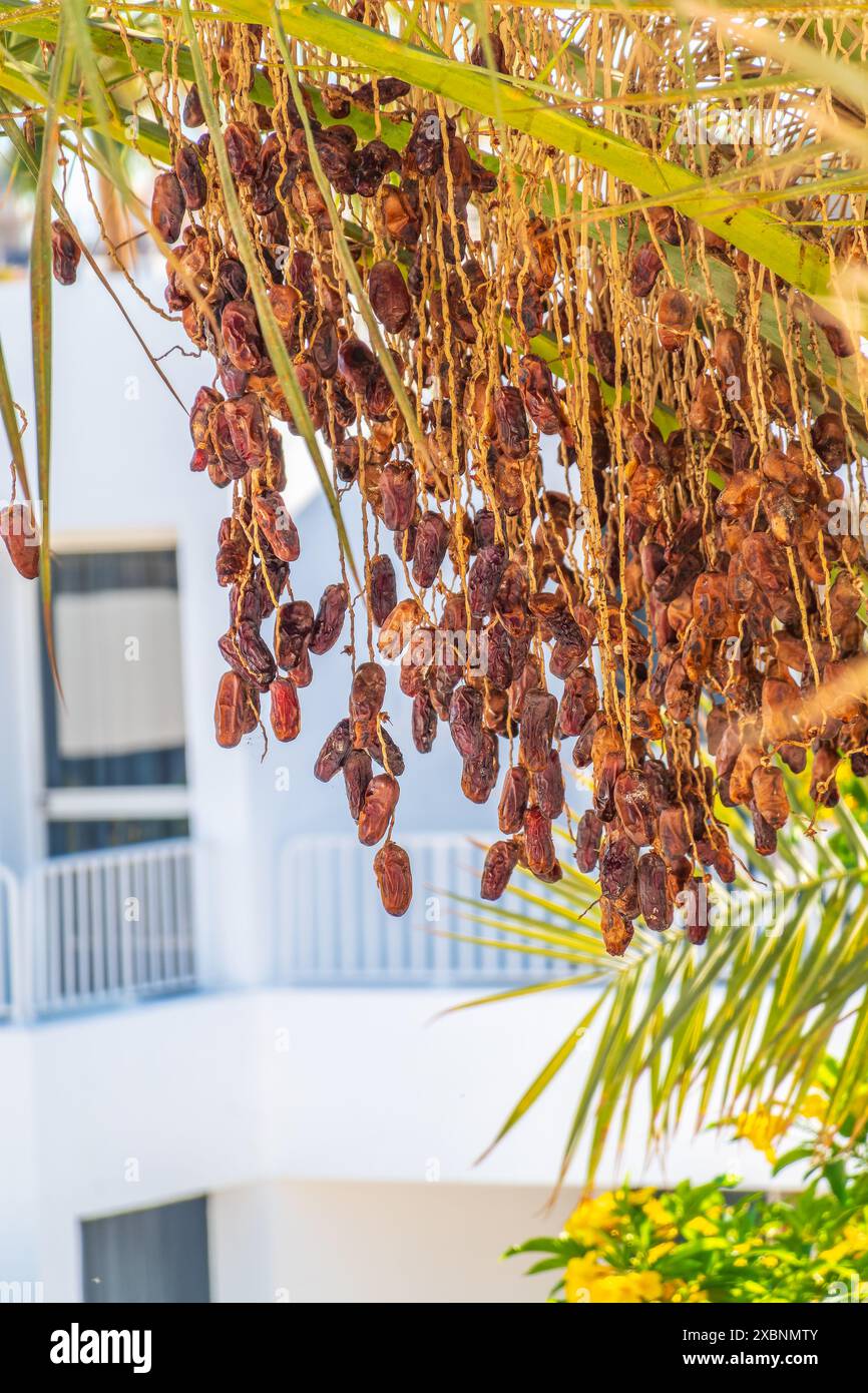 Closeup of colourful dates clusters. Ready to ripe dates hanging from ...