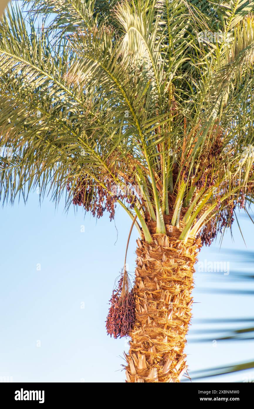 Tree with hanging date clusters hi-res stock photography and images - Alamy