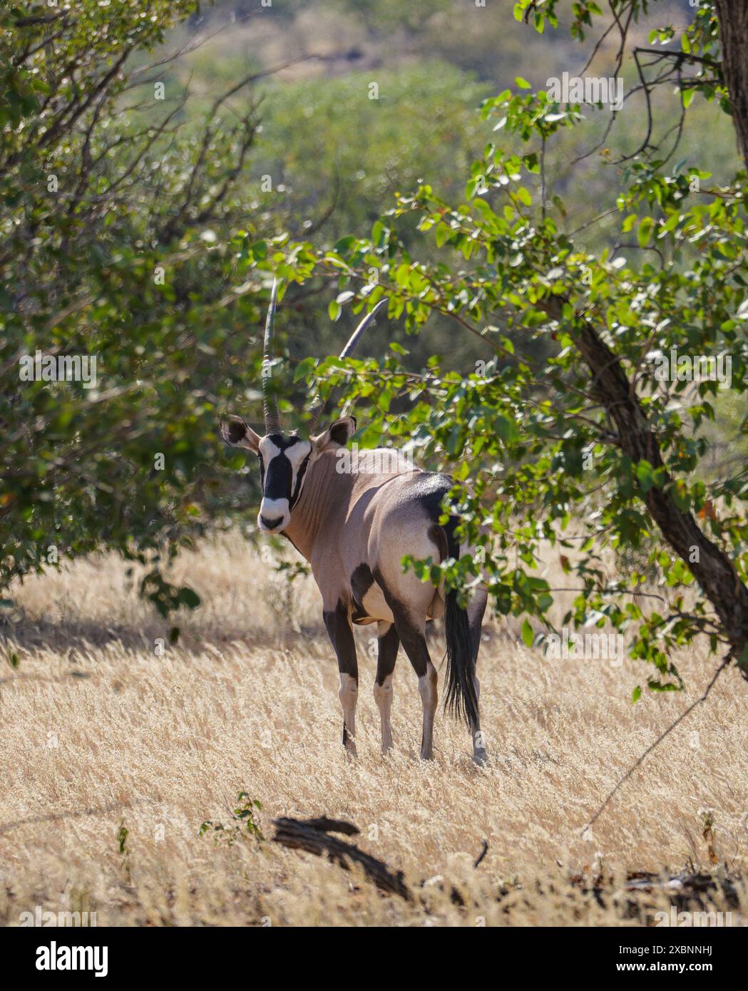 The gemsbok (Oryx gazella), or South African oryx, is a large antelope ...