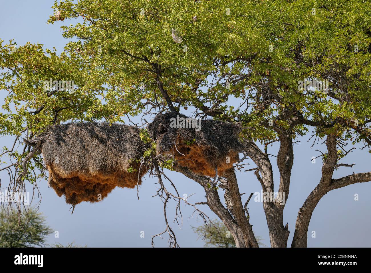 Weaver bird nests hanging from branches of an acacia tree, Namibia ...