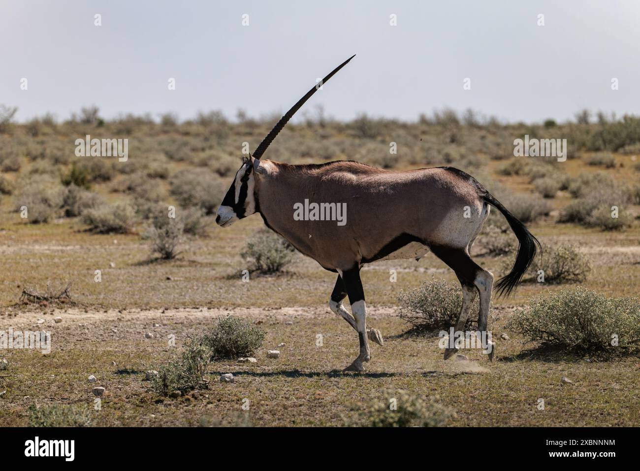 The gemsbok (Oryx gazella), or South African oryx, is a large antelope ...