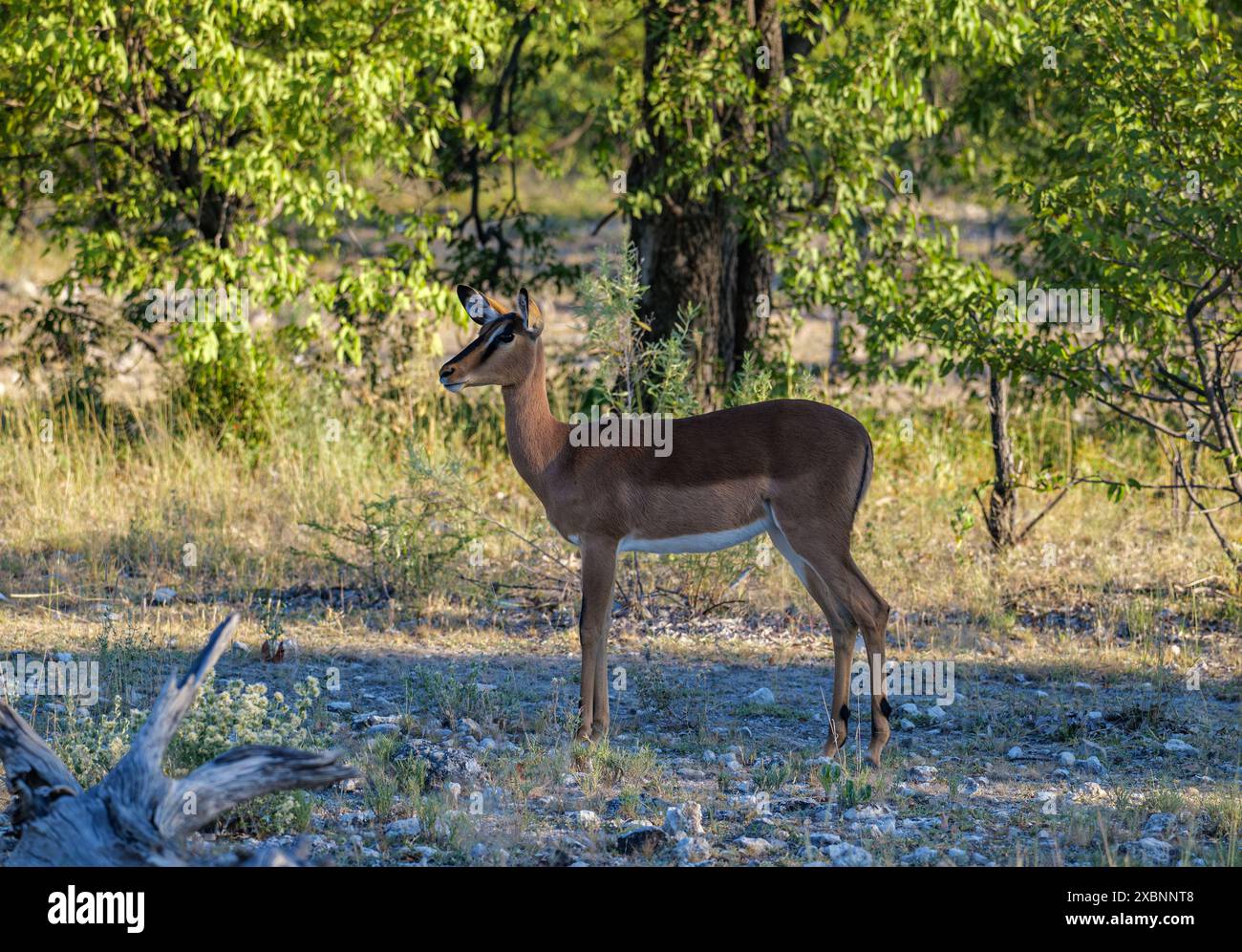 The springbok and the impala hi-res stock photography and images - Alamy