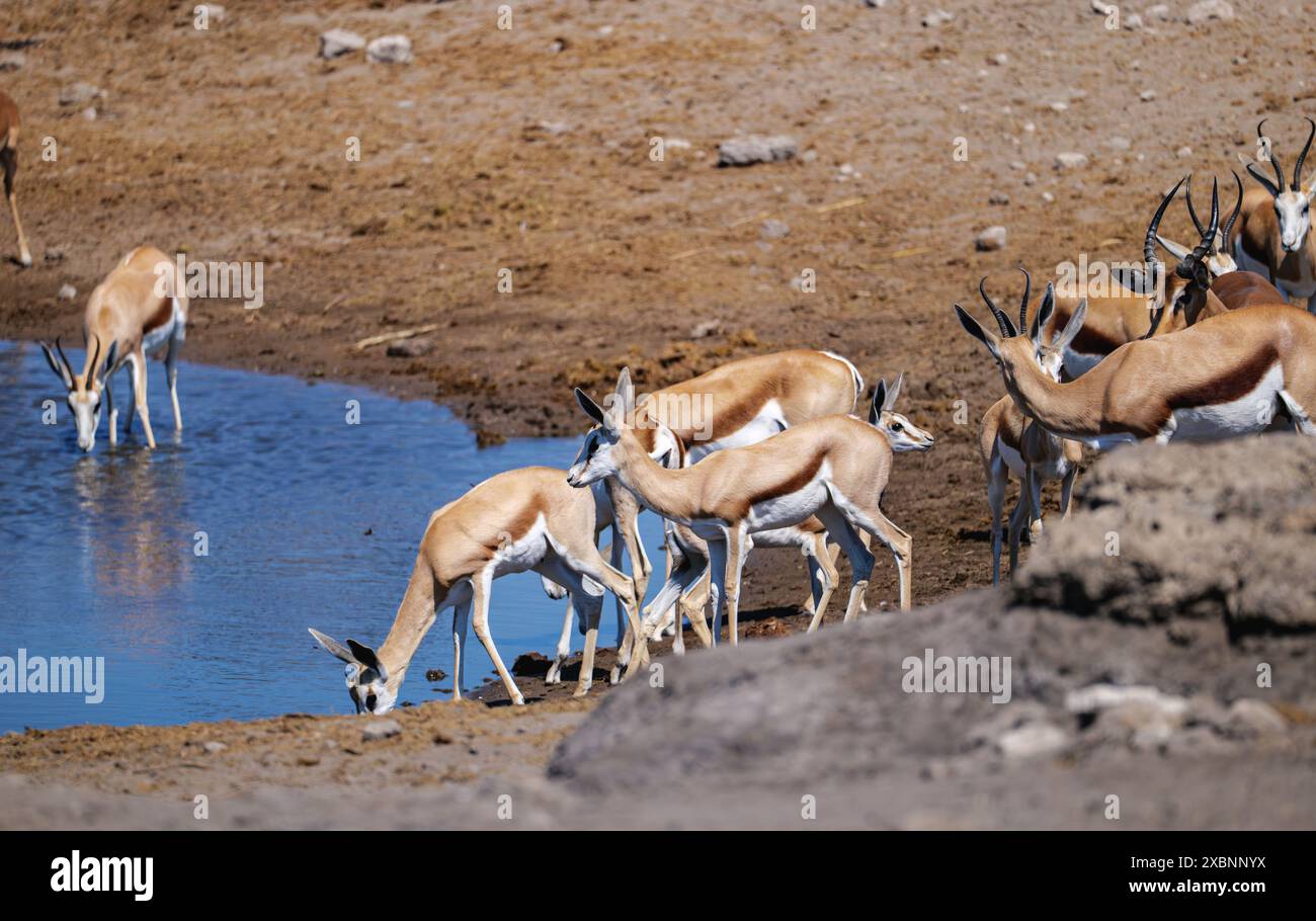 The springbok and the impala hi-res stock photography and images - Alamy
