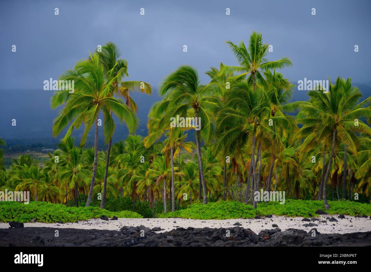 A grove of coconut palms along the Hawaiian coast Stock Photo - Alamy