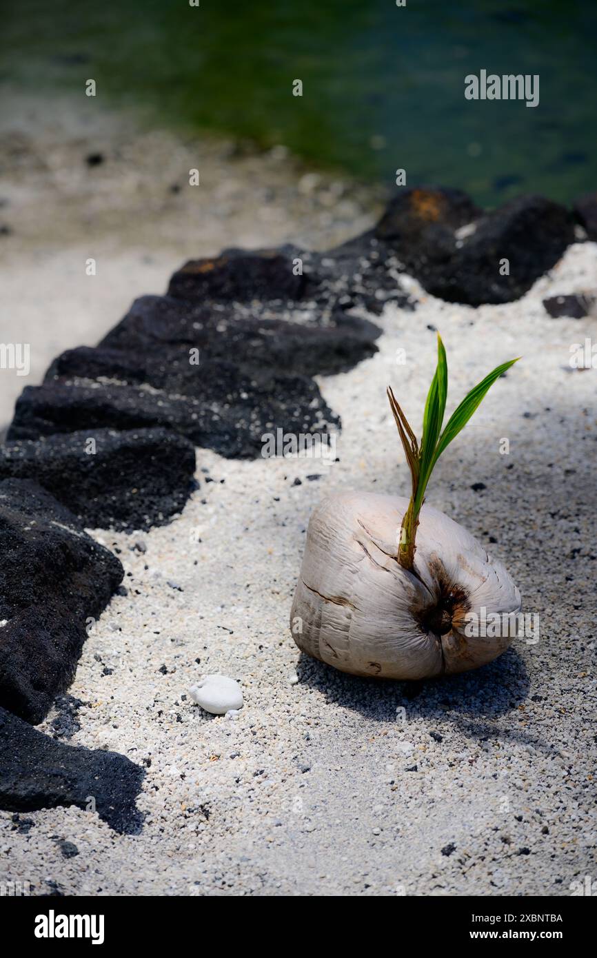 A sprouting coconut plant Stock Photo - Alamy