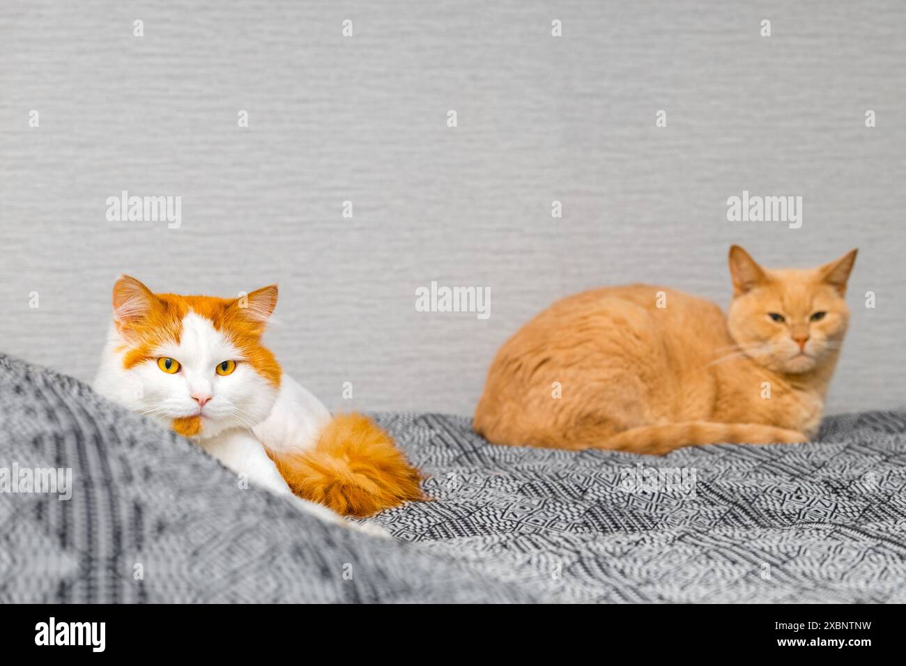 white cat with red spots lies on the bed. two cats lying on the bed ...