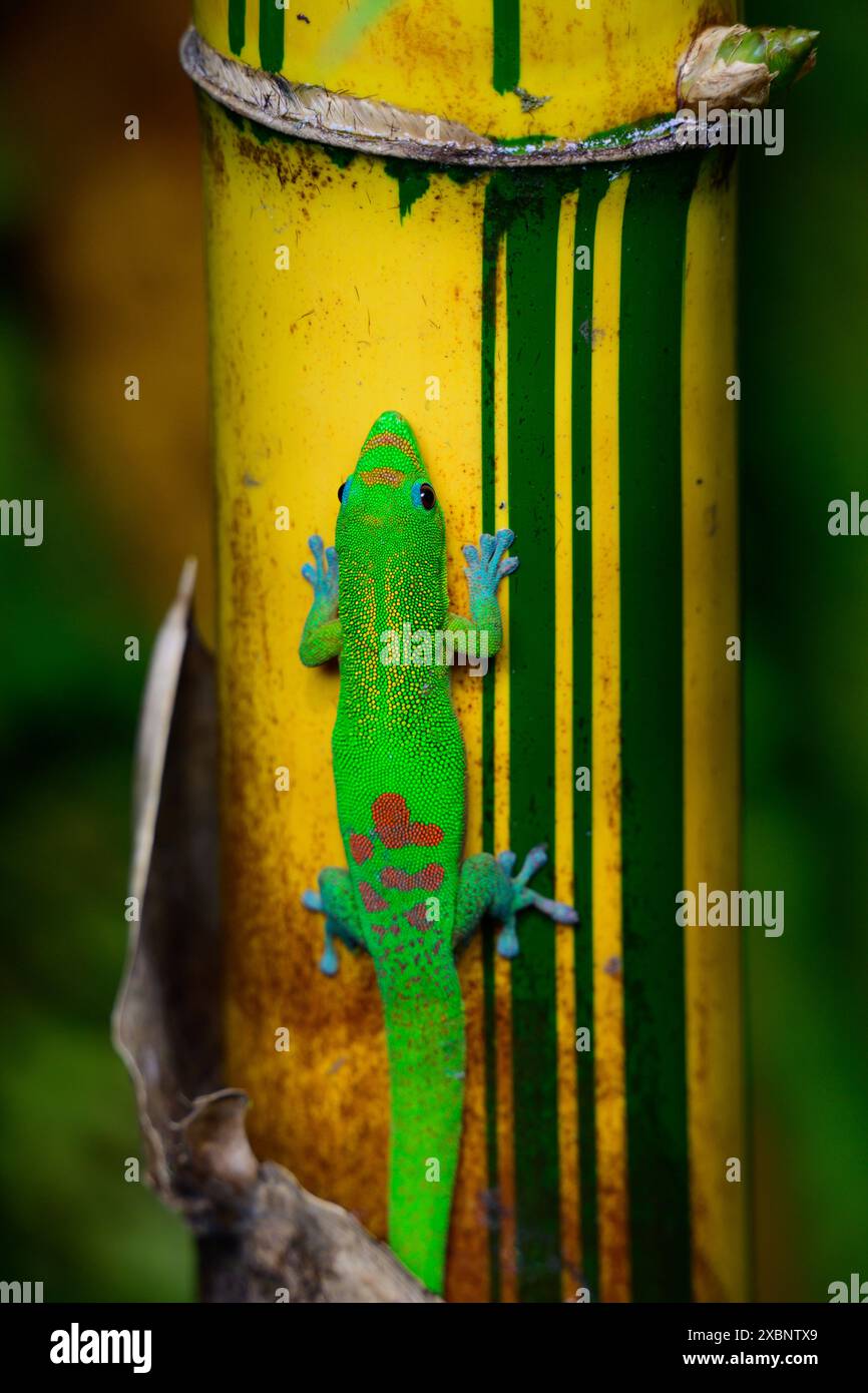Fascinating bamboo hi-res stock photography and images - Alamy