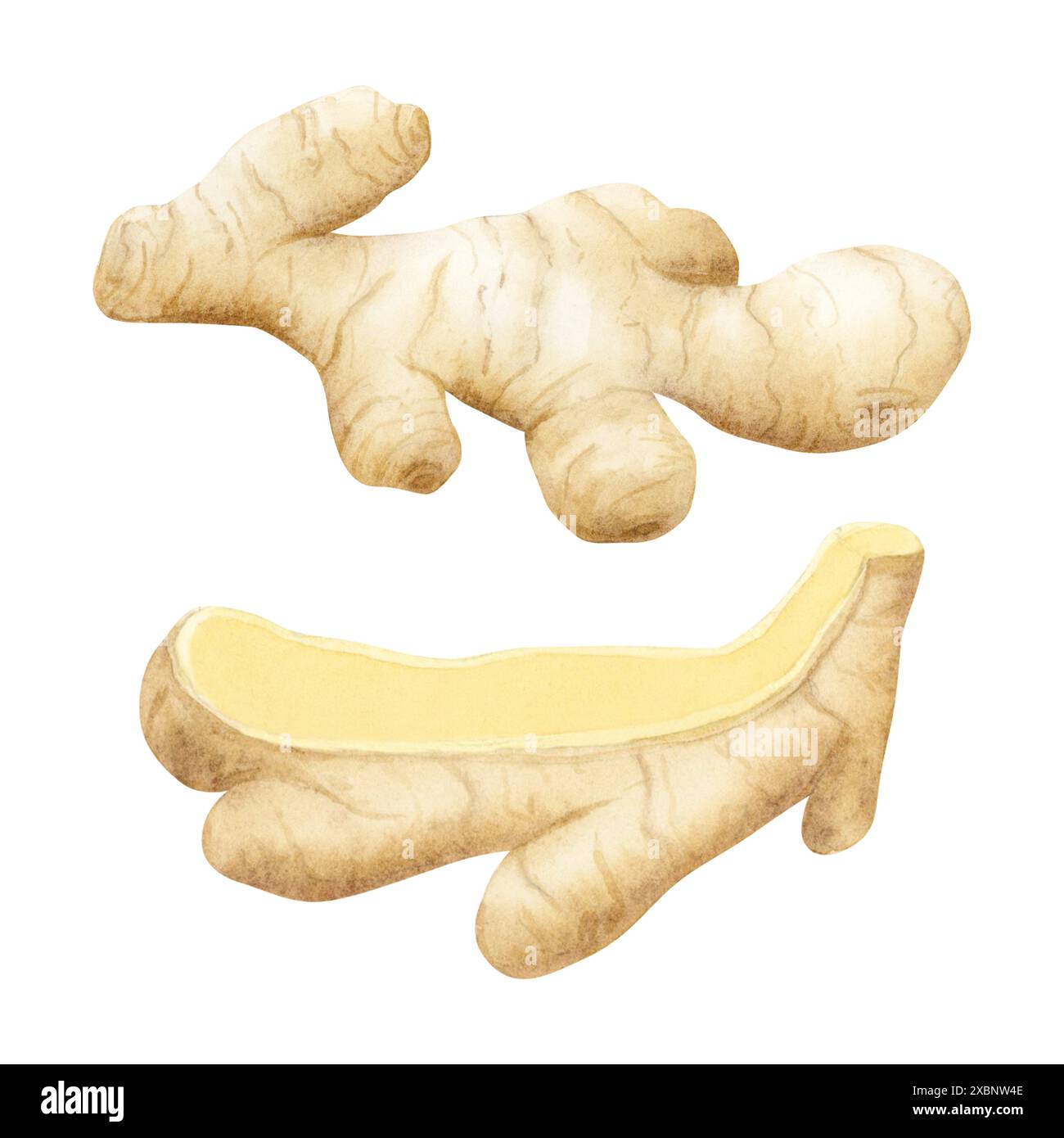 Simple ginger roots watercolor illustration set. Cooking spicy ...