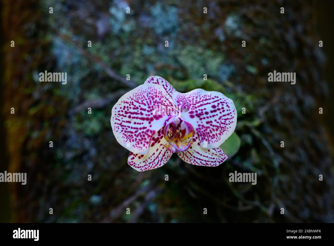 Rainforest orchids hi-res stock photography and images - Alamy