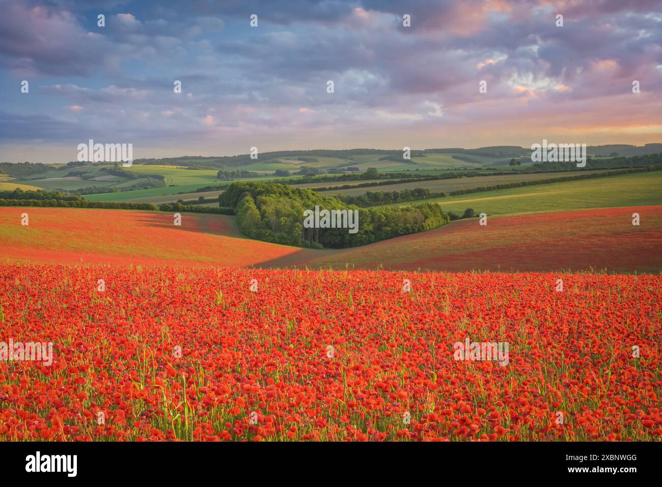 English poppy field hi-res stock photography and images - Alamy