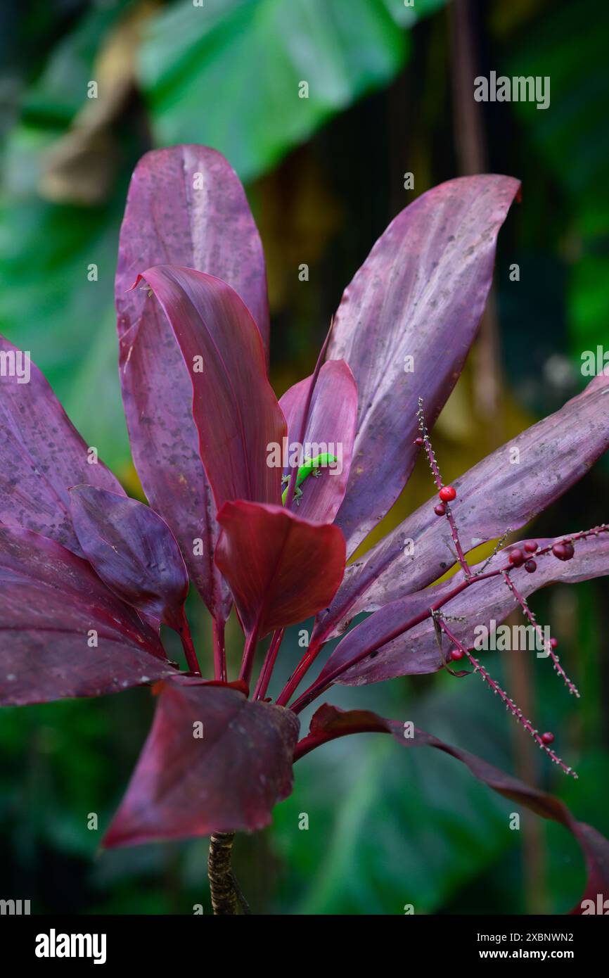 A tiny gecko seen on a beautiful tropical ti tree Stock Photo - Alamy