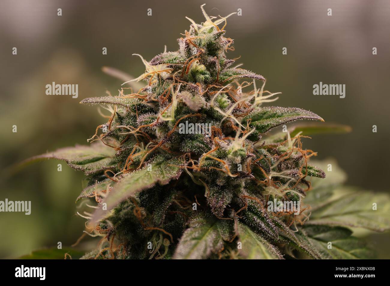 Full grown spruce hi-res stock photography and images - Alamy