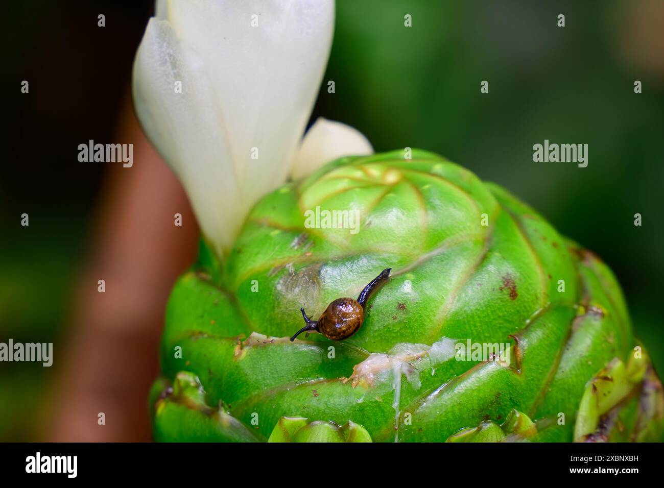 Tropical rainforest ecosystem hi-res stock photography and images - Alamy