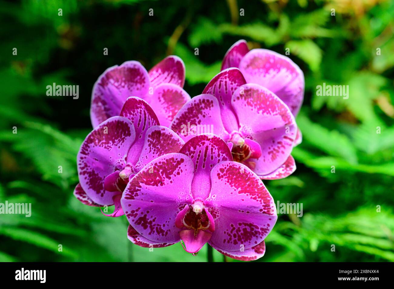 Orchid in rainforest hi-res stock photography and images - Alamy