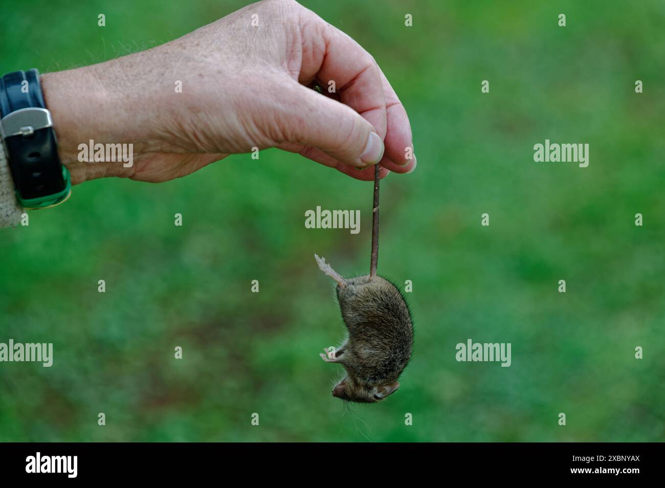 Putting an animal to death hi-res stock photography and images - Alamy