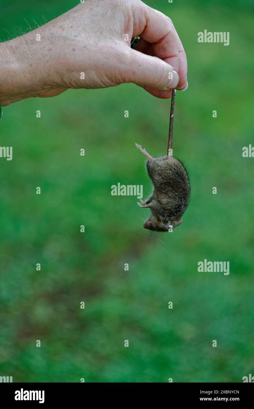 A person is holding a dead house mouse (Mus musculus) by the tail Stock ...