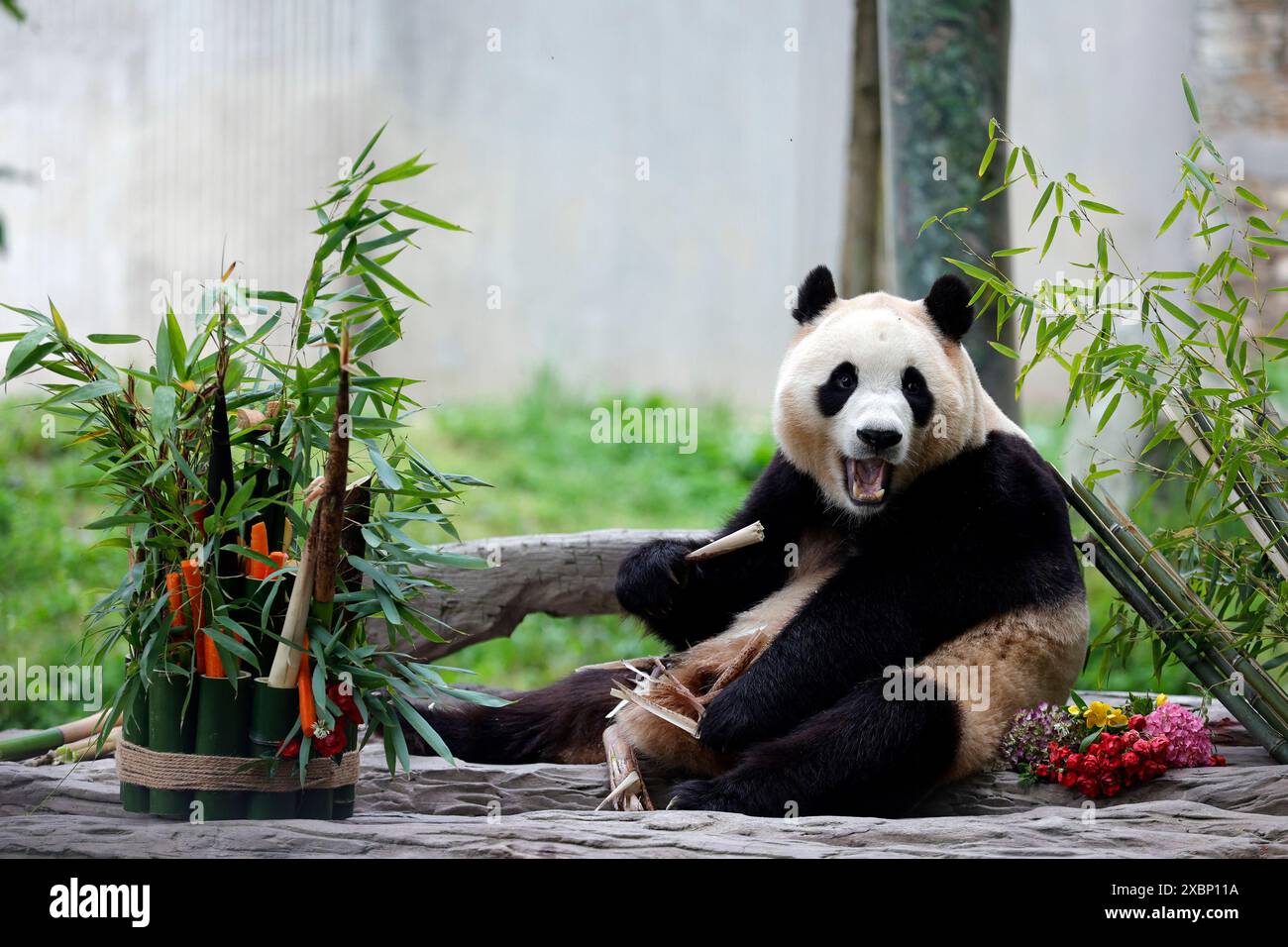 Beijing, China. 12th June, 2024. Giant panda Fu Bao dines at its ...