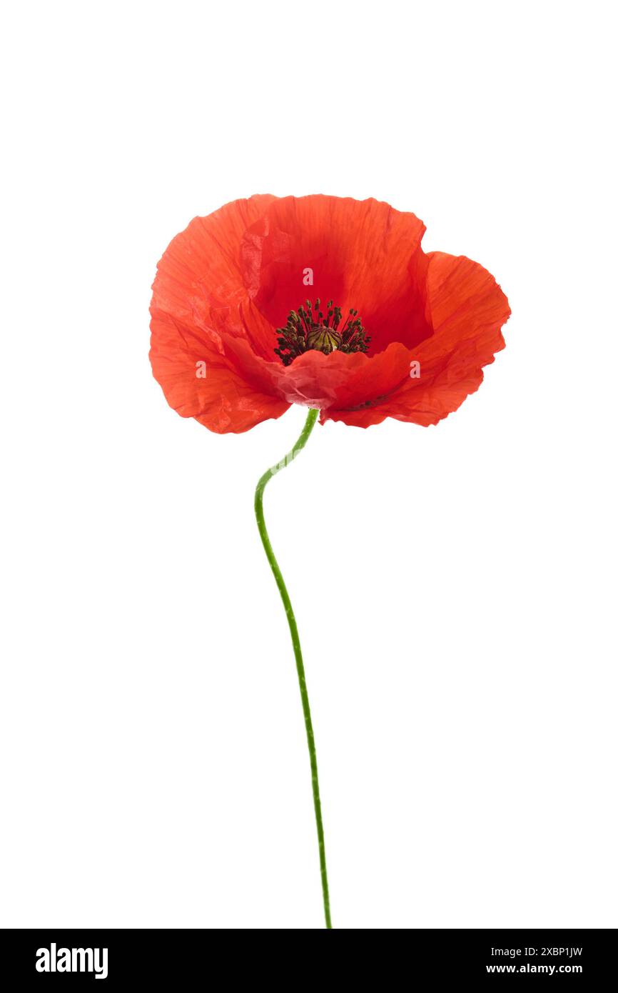 Single Red Poppy Flower Isolated on White Stock Photo - Alamy