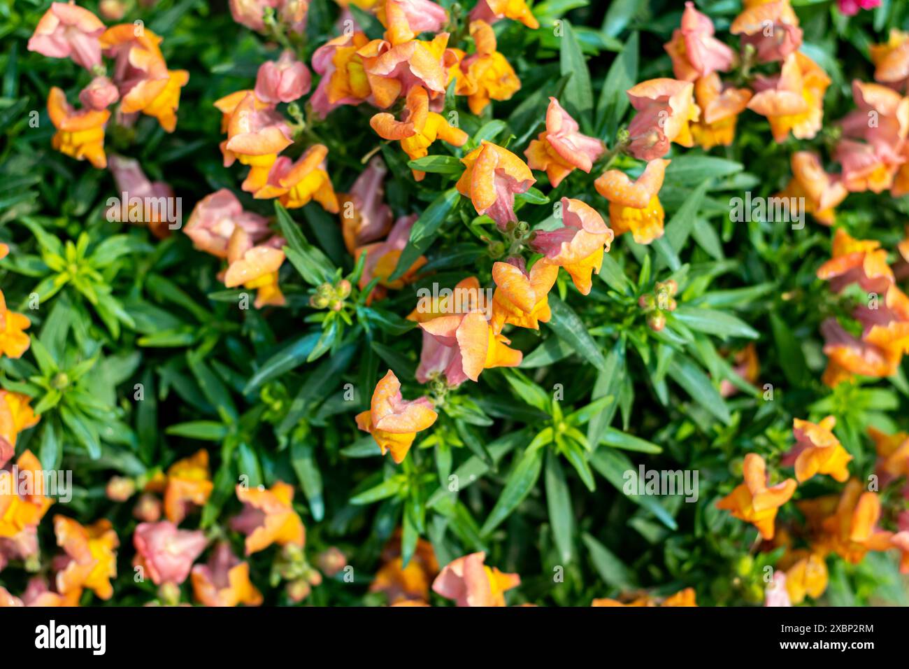 This orange snapdragon for example has a mix of soft pink flowers with ...
