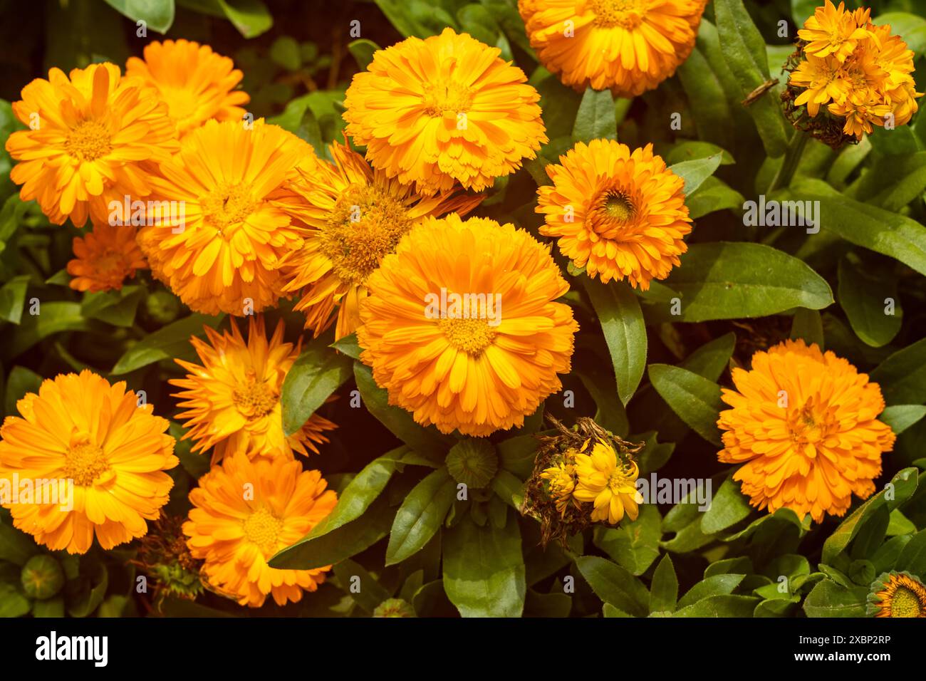 Marigold, Calendula, is the most common flower in Asia. Marigolds are ...