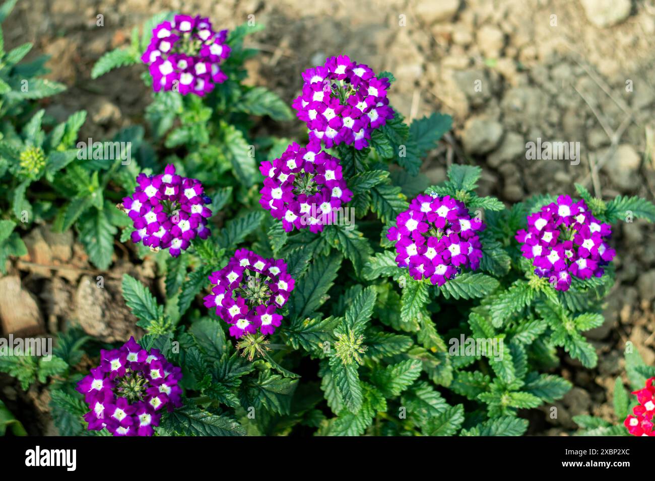Pink and white verbena hi-res stock photography and images - Alamy