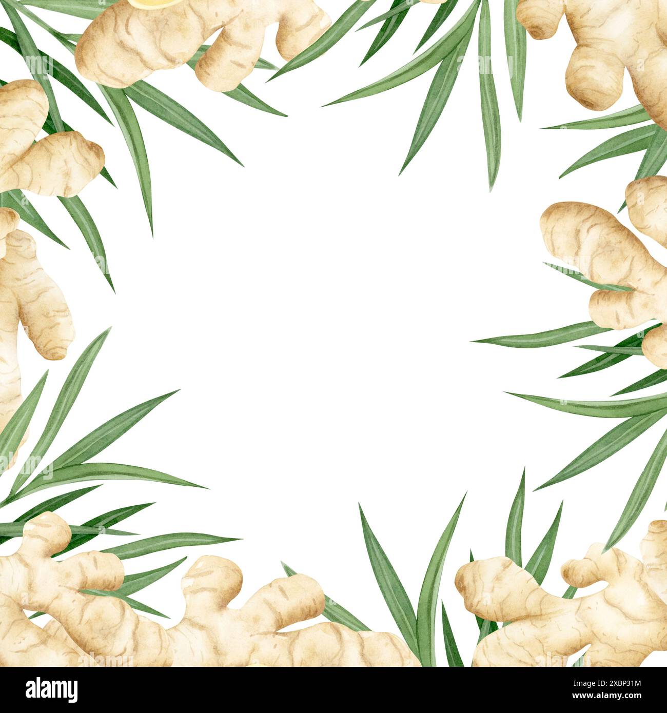 Ginger roots and leaves square frame watercolor illustration in pastel ...