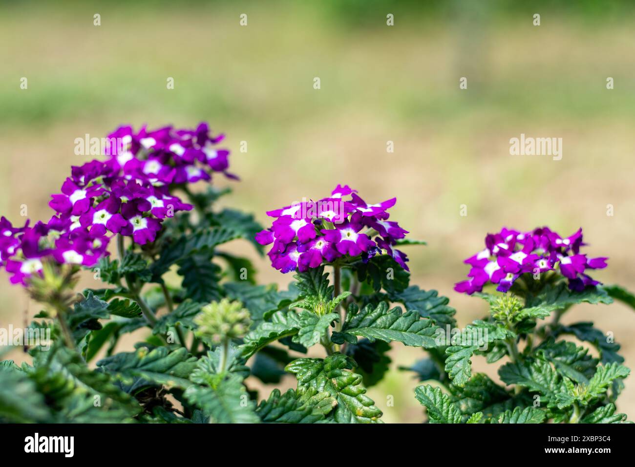 Bedding verbenas have domed clusters of small flowers. Verbena plants have delicate stems and a ...