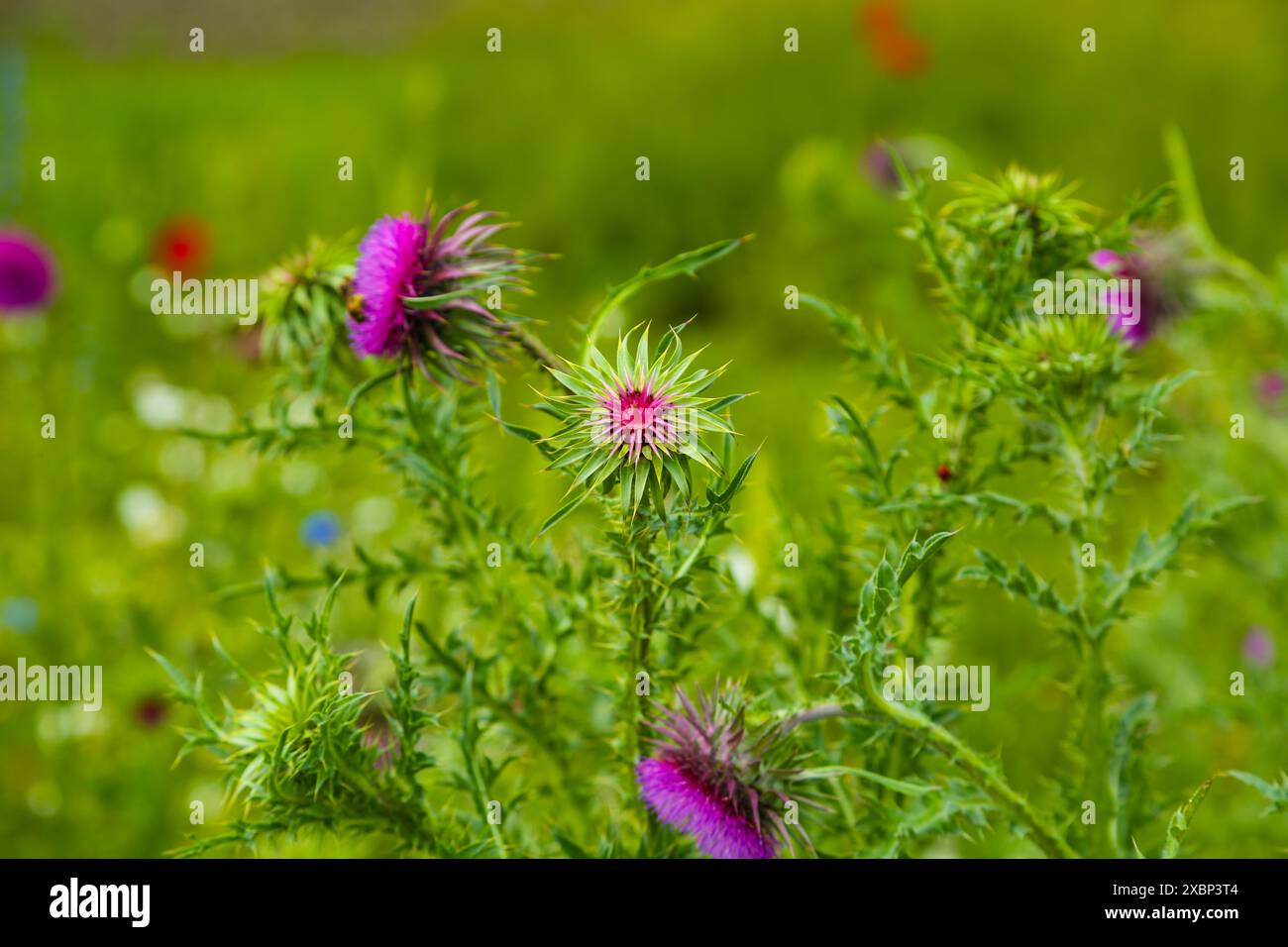 Carduus nutans illustration hi-res stock photography and images - Alamy