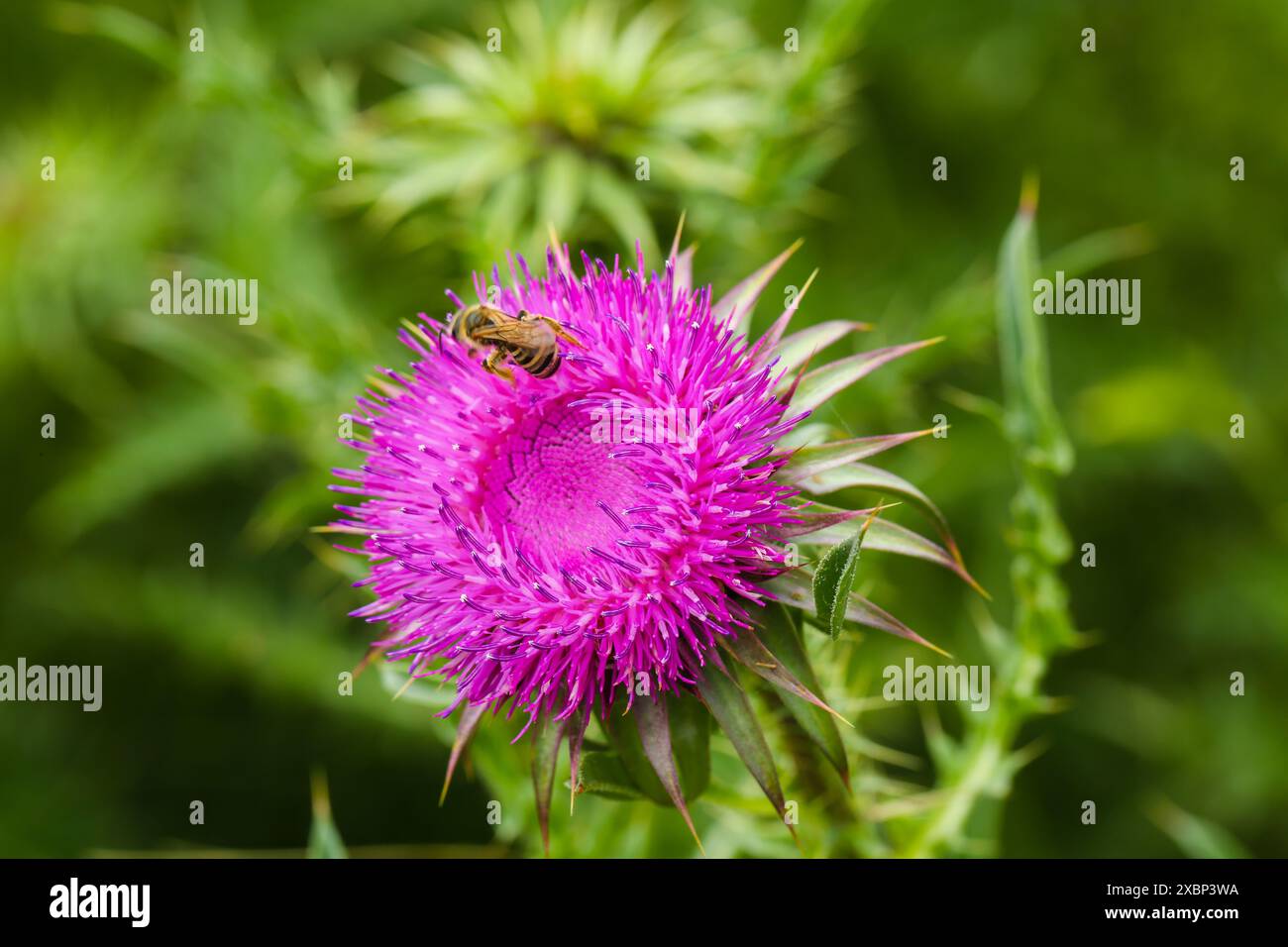 Carduus nutans illustration hi-res stock photography and images - Alamy